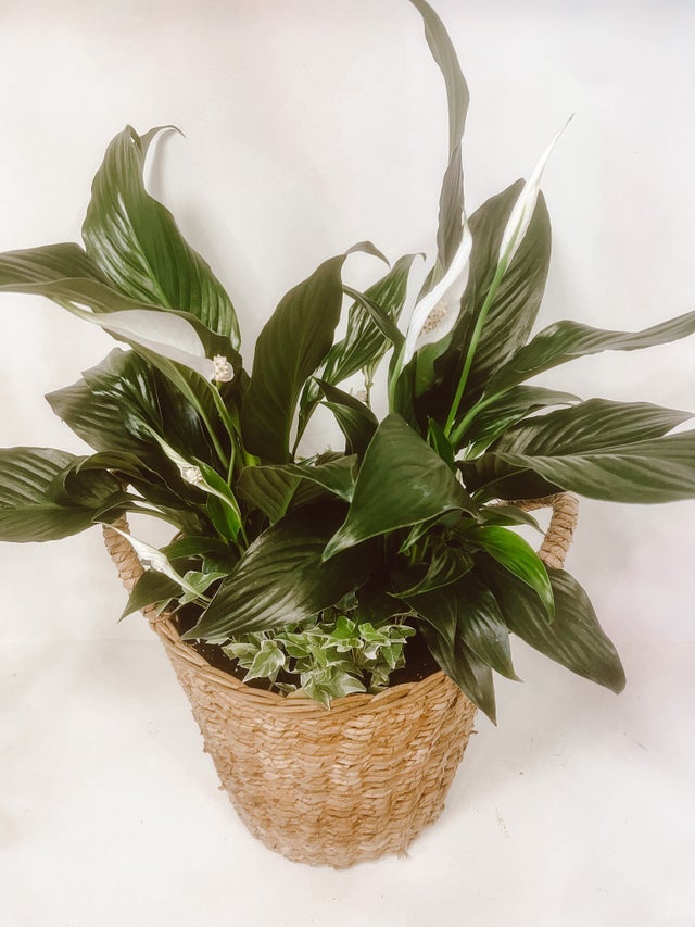 Callies Flower Shop & Design Studio